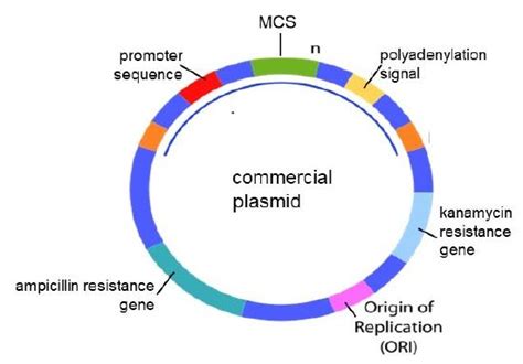 31 Dna Structure Biology Libretexts