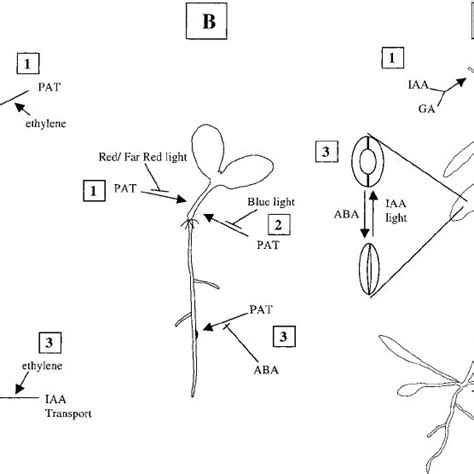 Pdf Auxin Cross Talk Integration Of Signalling Pathways To Control Plant Development