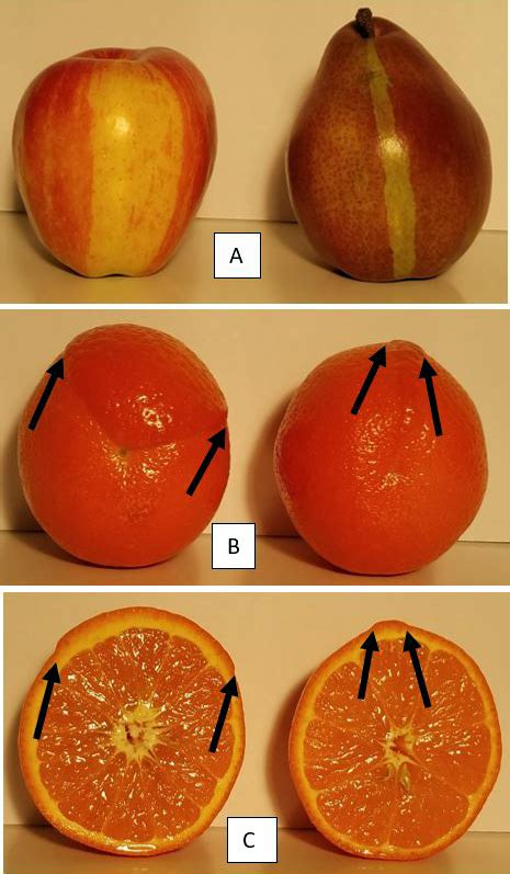 Mutation Examples And How They Happen Agriculture