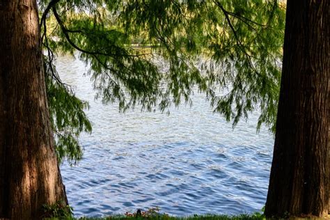 Tree By Water Stock Photos Royalty Free Tree By Water Images Depositphotos