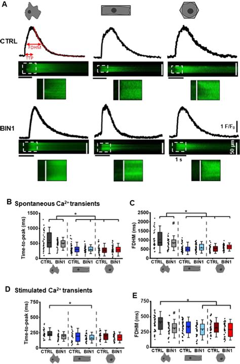 Maturation Of Ca²⁺ Transient Dynamics In 3d Reshaped Download