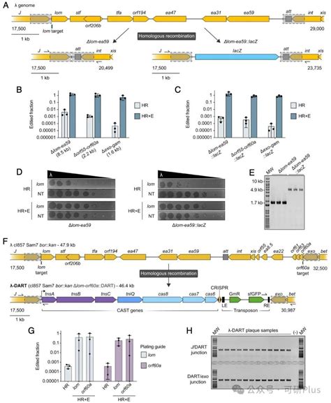 Pnas 突破！首次借助噬菌体递送转座酶系统，实现千碱基级细菌基因插入！ 知乎