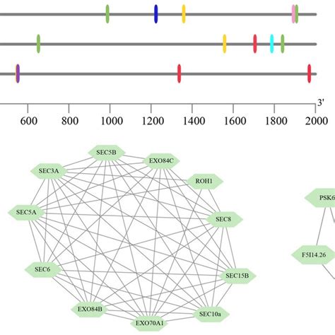 The Character Of The Three Potential Candidate Genes A The Distribution Download Scientific