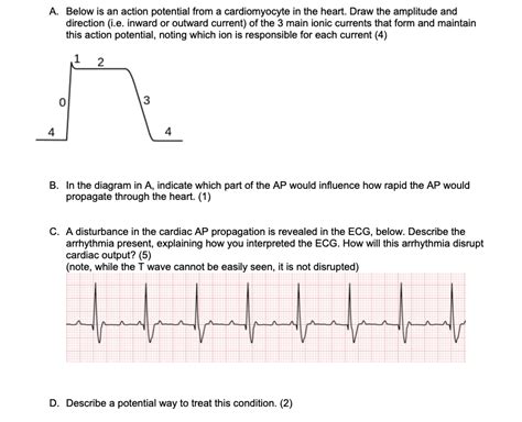 Solved A Below Is An Action Potential From A Cardiomyocyte