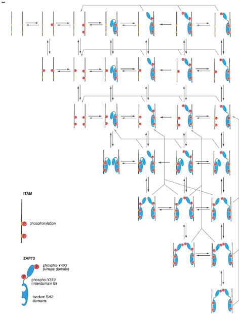 Mathematical Model For Early Signalling Events At The Tcr The Model