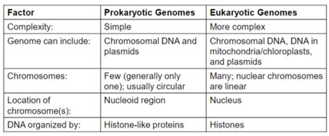 Microbiology Chapter 5 Genetics Flashcards Quizlet