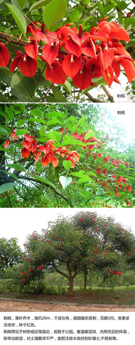 刺桐