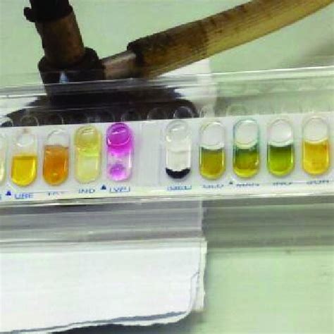 Api 20e Strip Used For Identification Of Different Micro Organisms Download Scientific Diagram