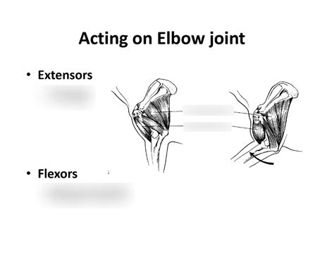 Acting On Elbow Joint Diagram Quizlet