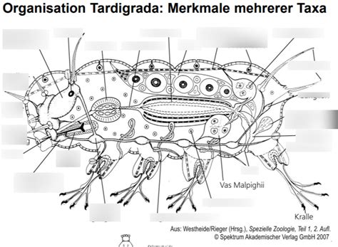 Tardigrada Diagram Quizlet
