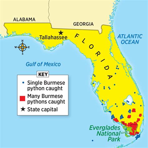 Burmese Pythons In Florida Map Fancie Shandeigh