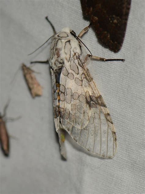 Hypercompe From Urraca Lodge Jorupe Reserve Macara Loja Ecuador On January 18 2024 By Jan