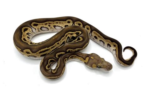 Leopard Ghi Mojave 100 Het Clown Royal Constrictor Designs Leopard Ghi Mojave 100 Het Clown Royal Constrictor Designs