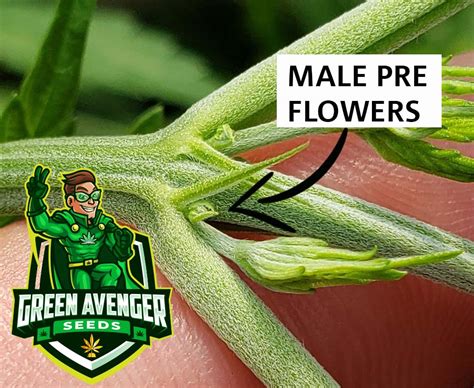 Is My Cannabis Plant Male Or Female Learn How To Tell