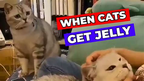 Envious Cat Meme
