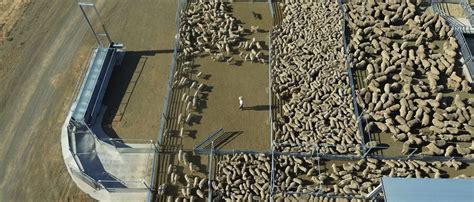 How Do Modern Solutions Revolutionize Sheep Handling Processes Proway