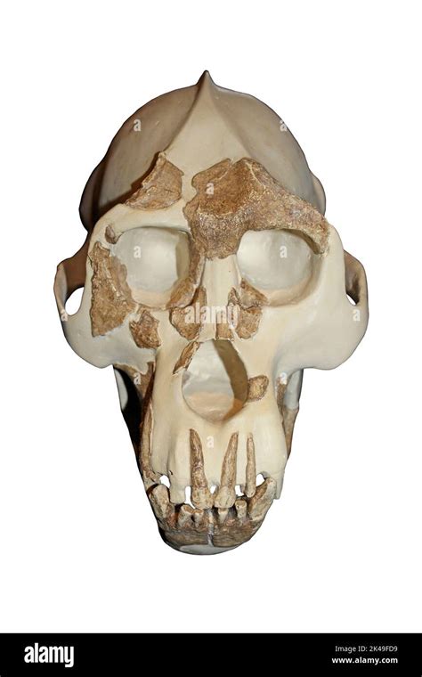 Dryopithecus Skull Hi Res Stock Photography And Images Alamy