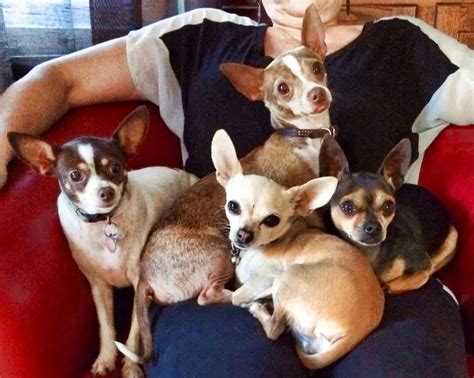 Chihuahua Rescue Of San Diego Chihuahua Rescue Chihuahua Lover