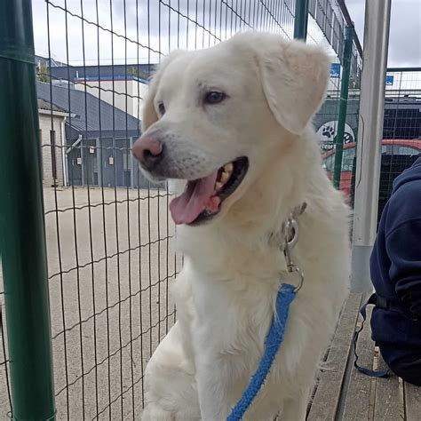 Honden Ter Adoptie Dierenasiel Sint Truiden