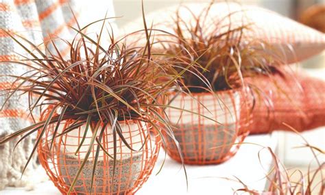 One Two Or Three Ornamental Grass Uncinia Everflame Plants Groupon