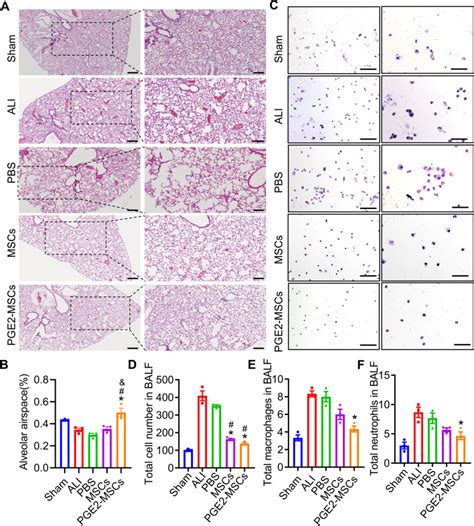 Superior Protective Effects Of Pge2 Priming Mesenchymal Stem Cells