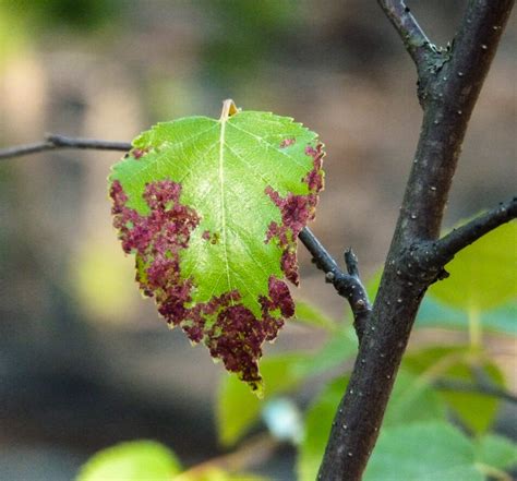Fungus Growing On Trees A Guide To Types Of Tree Fungus