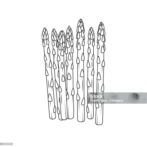 흰색 배경에 격리 된 아스파라거스의 벡터 그림입니다 유기농 채소와 과일 만화 개념 교육 및 학교 아이 색칠 페이지 인쇄 가능 활동 워크 시트 플래시 카드 아스파라거스에 대한