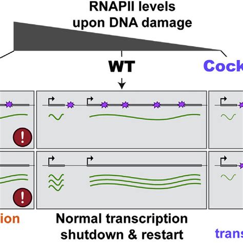A Model For Transcription And Its Global Control By The Free Rnapii