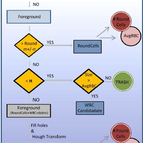 Flowchart Showing The Cell Segmentation Process Overview Of The Cell Download Scientific