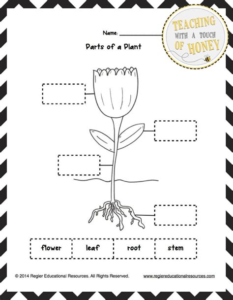 FREEBIE This Freebie Contains Three Tiered Templates For Labeling A Plant Plants Worksheets