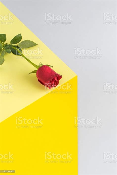 노란색과 회색 배경에 붉은 꽃 공간을 복사합니다 최소한의 여성의 날과 봄 컨셉 0명에 대한 스톡 사진 및 기타 이미지 0명