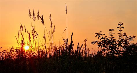 무료 이미지 나무 자연 수평선 분기 식물 하늘 태양 해돋이 일몰 들 대초원 햇빛 아침 새벽 분위기 황혼 저녁 주황색 낭만적 인 노랑