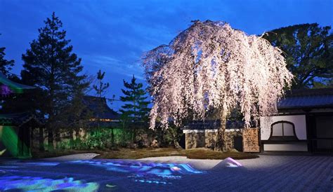 高台寺（京都府）の紹介 [関西電力]