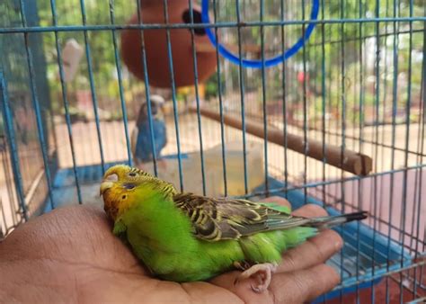 Egg Binding In Birds—the Symptoms Causes And Treatment