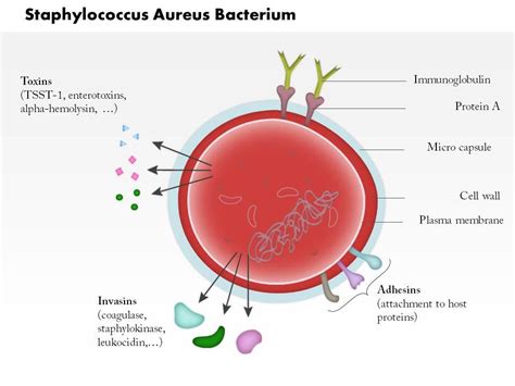 Staphylococcus Aureus Bacterium Medical Images For Powerpoint PowerPoint Templates