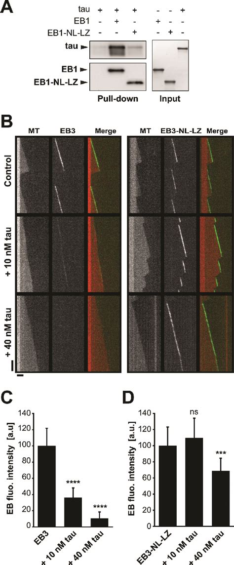 Tau Inhibitory Effect On Microtubule Tracking Properties Of Ebs