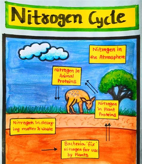 Nitrogen Cycle Nitrogen Cycle Fun Education Nitrogen