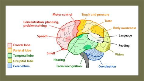 Brain Structures And Functions