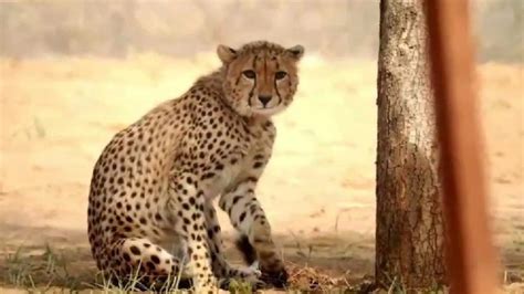 याची देही याची डोळा Kuno National Park मध्ये पर्यटकांना पहिल्यांदा पवन चित्त्याचे दर्शन