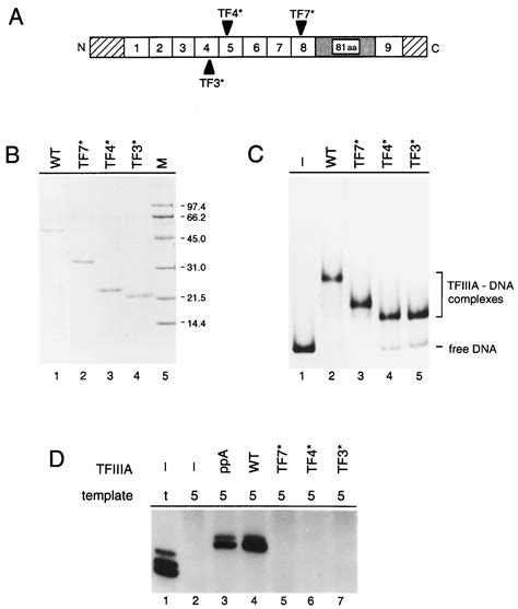 Interaction Of Wild Type And Truncated Forms Of Transcription Factor Iiia From Saccharomyces
