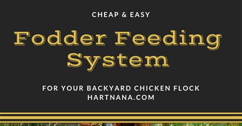 Jills Newest Creation Cheap Fodder Feeding System For Backyard Chickens