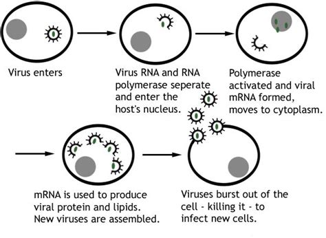 Replication In Viruses Viral Replication Microbiology Class