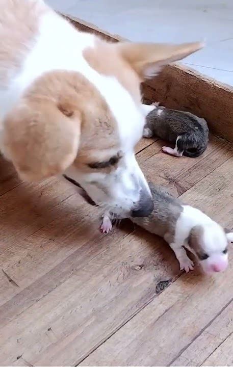 小奶狗刚出生第3天，被狗妈当成是捡来的玩具，好可爱 西瓜视频 006 Youtube