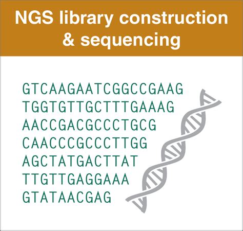 Neb Expressions 2021 Issue 3 Expressions Neb Expressions Rna Synthesis Mrna Capping