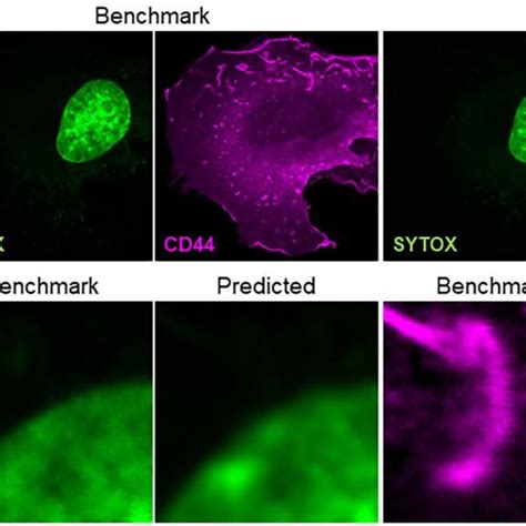 Qualitative Results After Training A Cnn To Separate Cellular