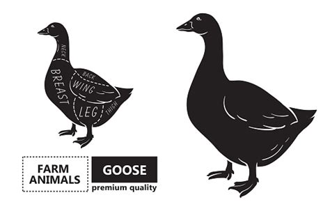 고기 세트의 커트 포스터 정육점 다이어그램 구조거 위입니다 벡터 일러스트 레이 션 거위 고기에 대한 스톡 벡터 아트 및 기타