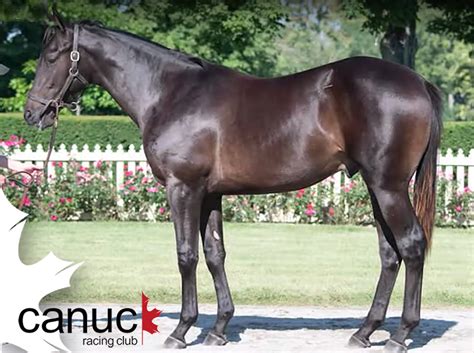 Dewolf Canuck Racing Club