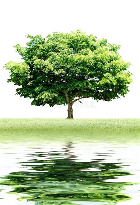 Tree Reflection Stock Photo Image Of Peace Blue Solitude 7283330