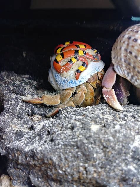 meet digger the e r hermitcrabs