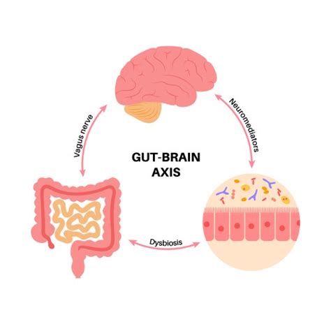 Gut Brain Axis Microbiome Connection Royalty Free Vector Vectorstock